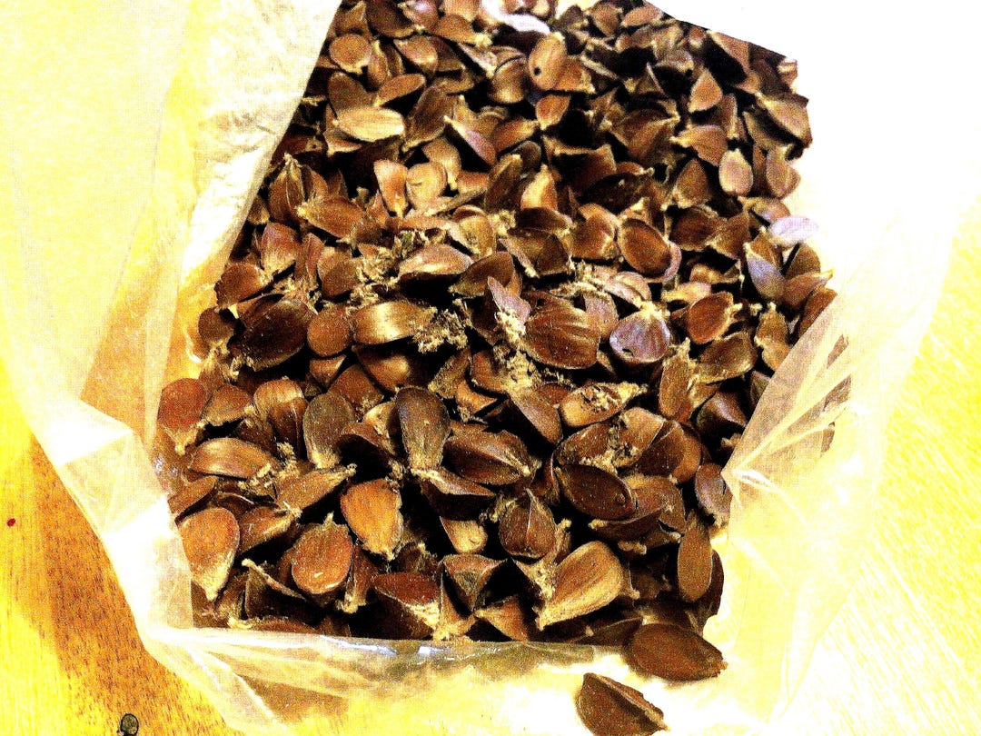 European Beech Tree Seeds FAGUS SYLVATICA beechnut - Etsy
