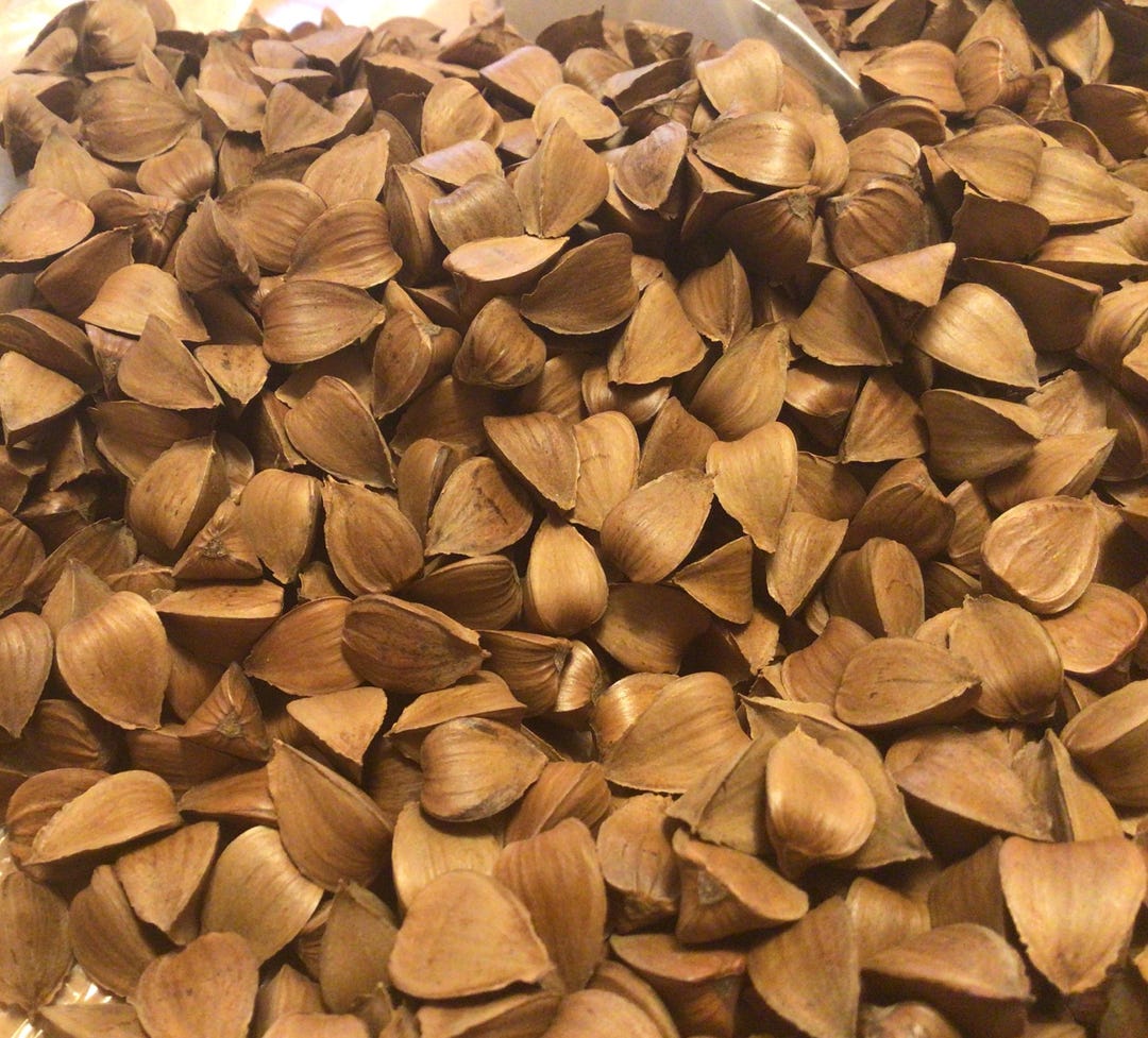 American Beech Tree Seeds (FAGUS GRANDIFOLIA) (beechnut) - Etsy