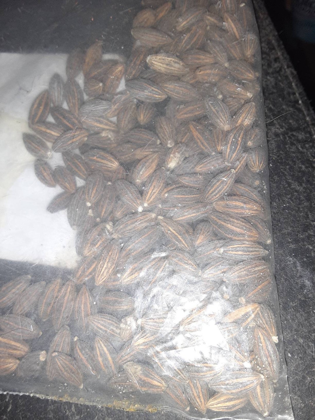 Wolf Willow Tree Seeds elaeagnus Commutata american Silverberry - Etsy