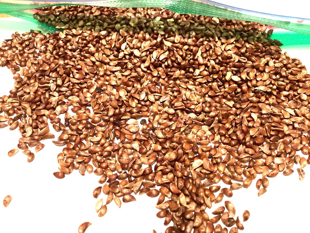 Siberian Crab Apple Tree Seeds (MALUS BACCATA) (siberian Crabapple) - Etsy