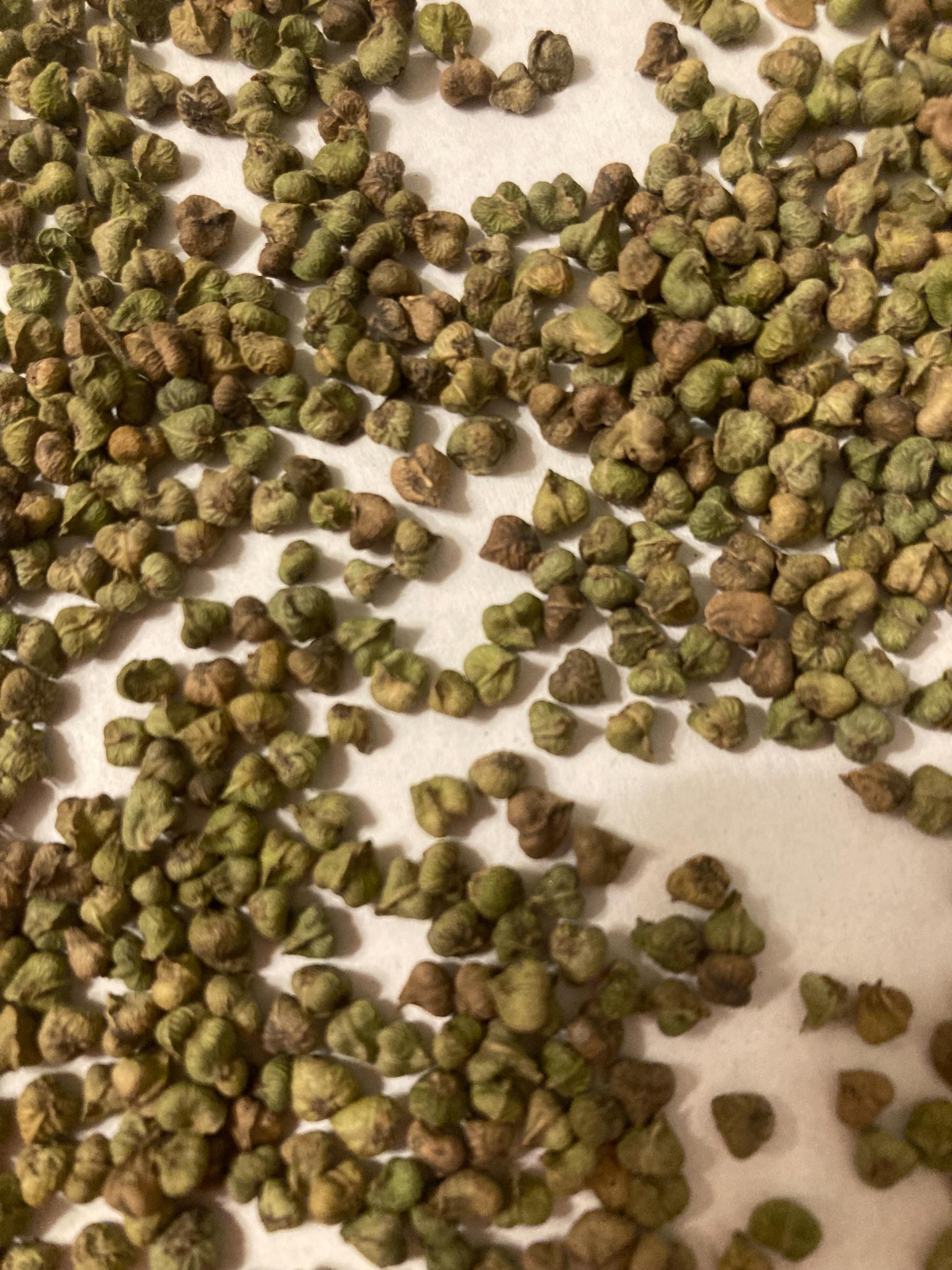 Southern Elm Tree Seeds (ZELKOVA SCHNEIDERIANA) (schneider’s Zelkova ...