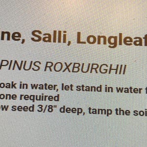 Chirr Pine Tree Seeds (PINUS ROXBURGHII) (longleaf Indian Pine) - Etsy