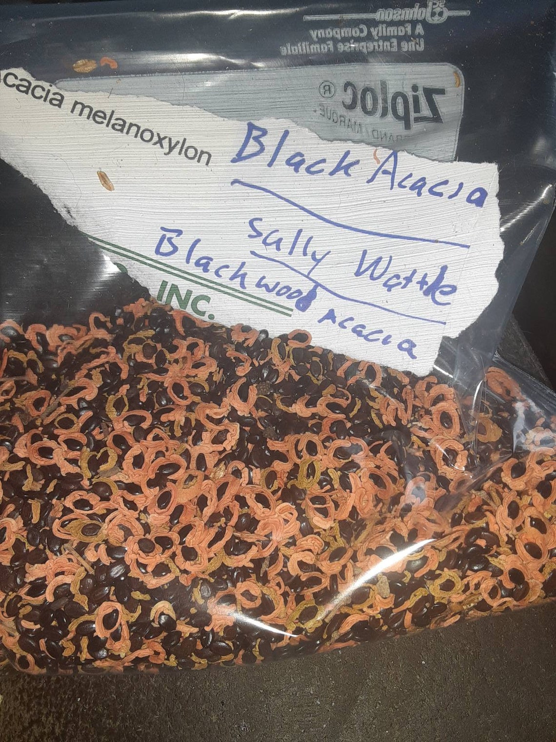 Black Acacia Tree Seeds acacia Melanoxylon - Etsy