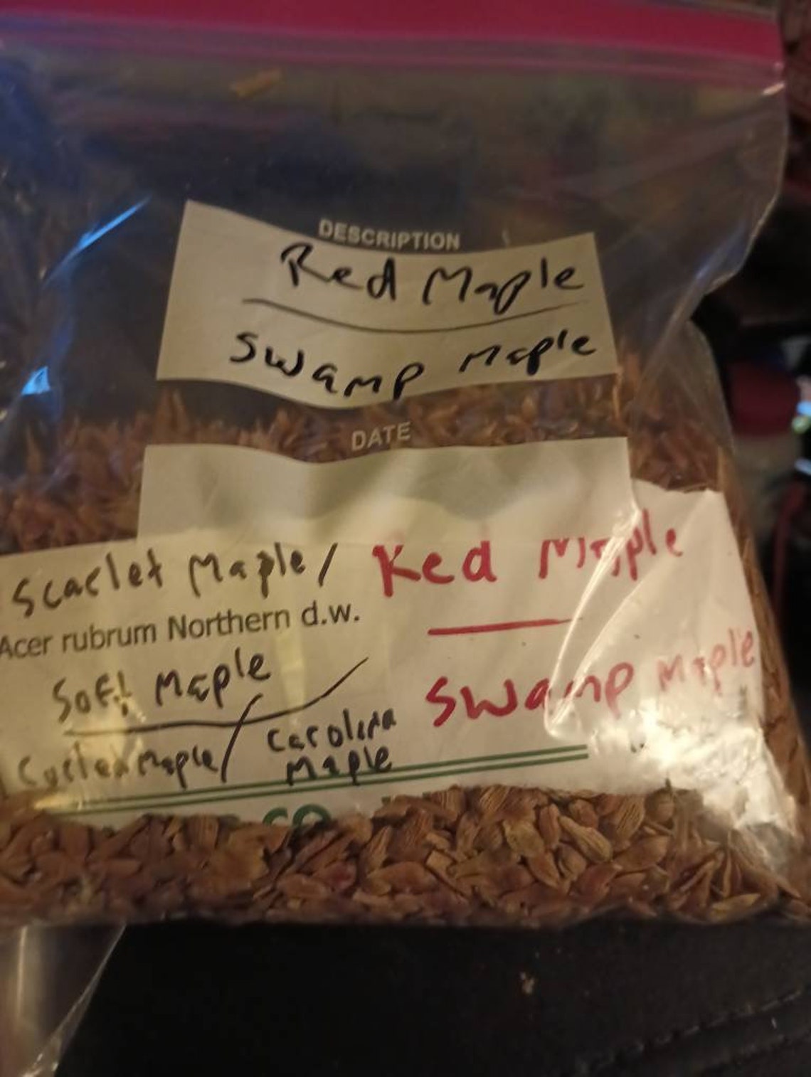 Swamp Maple Tree Seeds acer Rubrum carolina Maple Red - Etsy