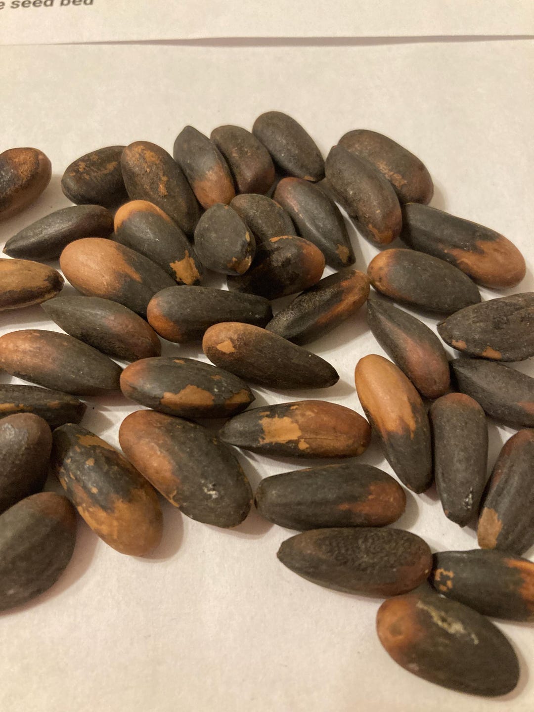 Digger Pine Tree Seeds PINUS SABINIANA bull Pine, California Foothills ...