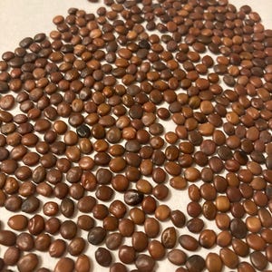 Eastern Redbud Tree Seeds (CERCIS CANADENSIS) - Etsy