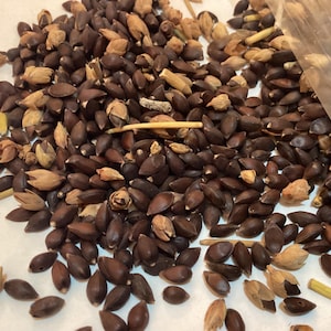 Nevada Mormon Tea Tree Seeds (EPHEDRA NEVADENSIS) (nevada Jointfir) - Etsy