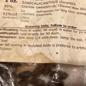 Chinese Wax Shrub Tree Seeds (SINOCALYCANTHUS CHINENSIS) - Etsy