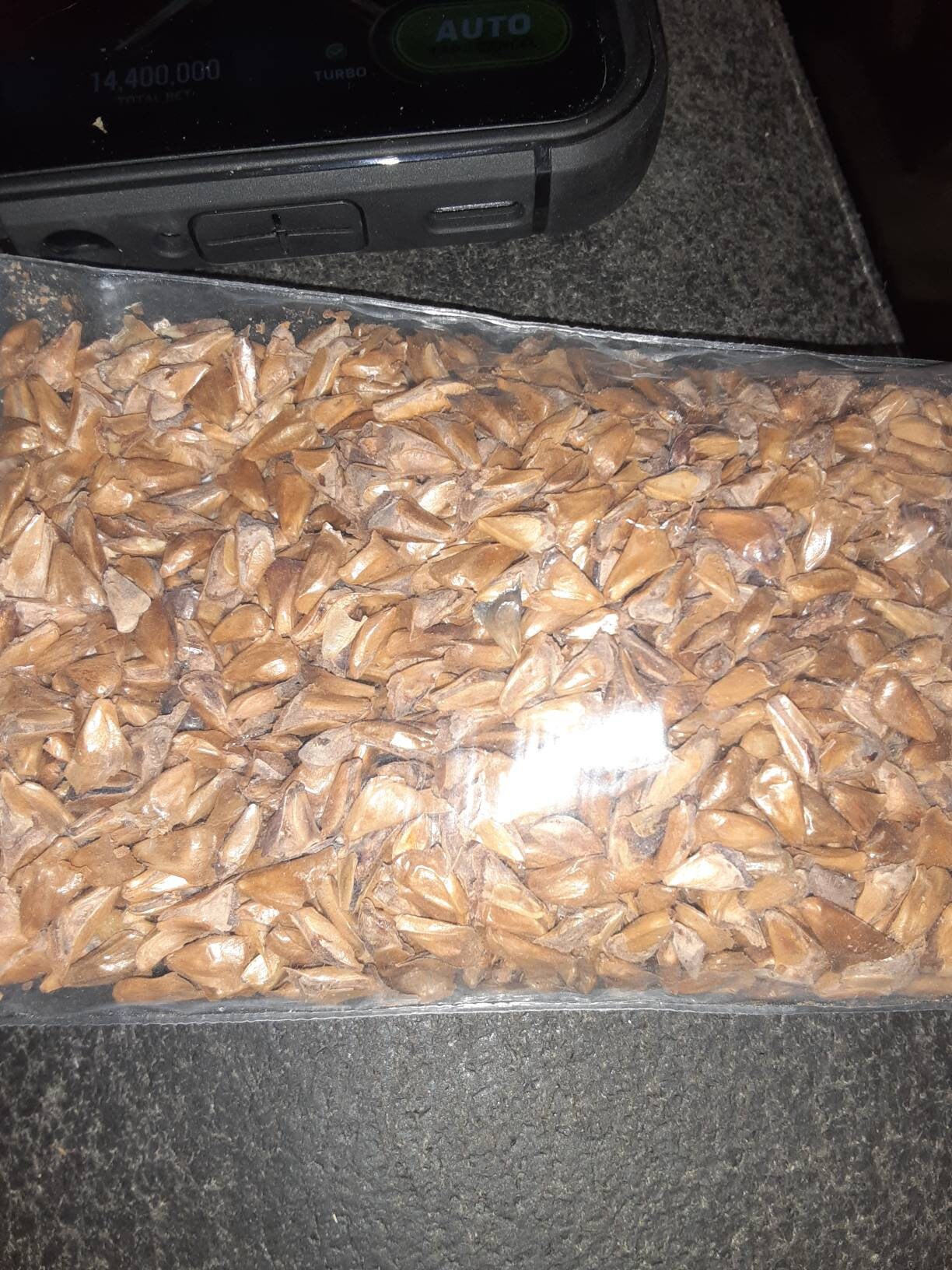 Subalpine Fir Tree Seeds abies Iasiocarpa balsam Fir - Etsy