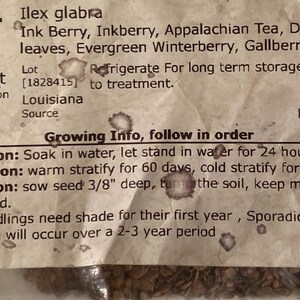 Ink Berry Tree Seeds (ILEX GLABRA) (appalachian Tea) (dye-leaves ...