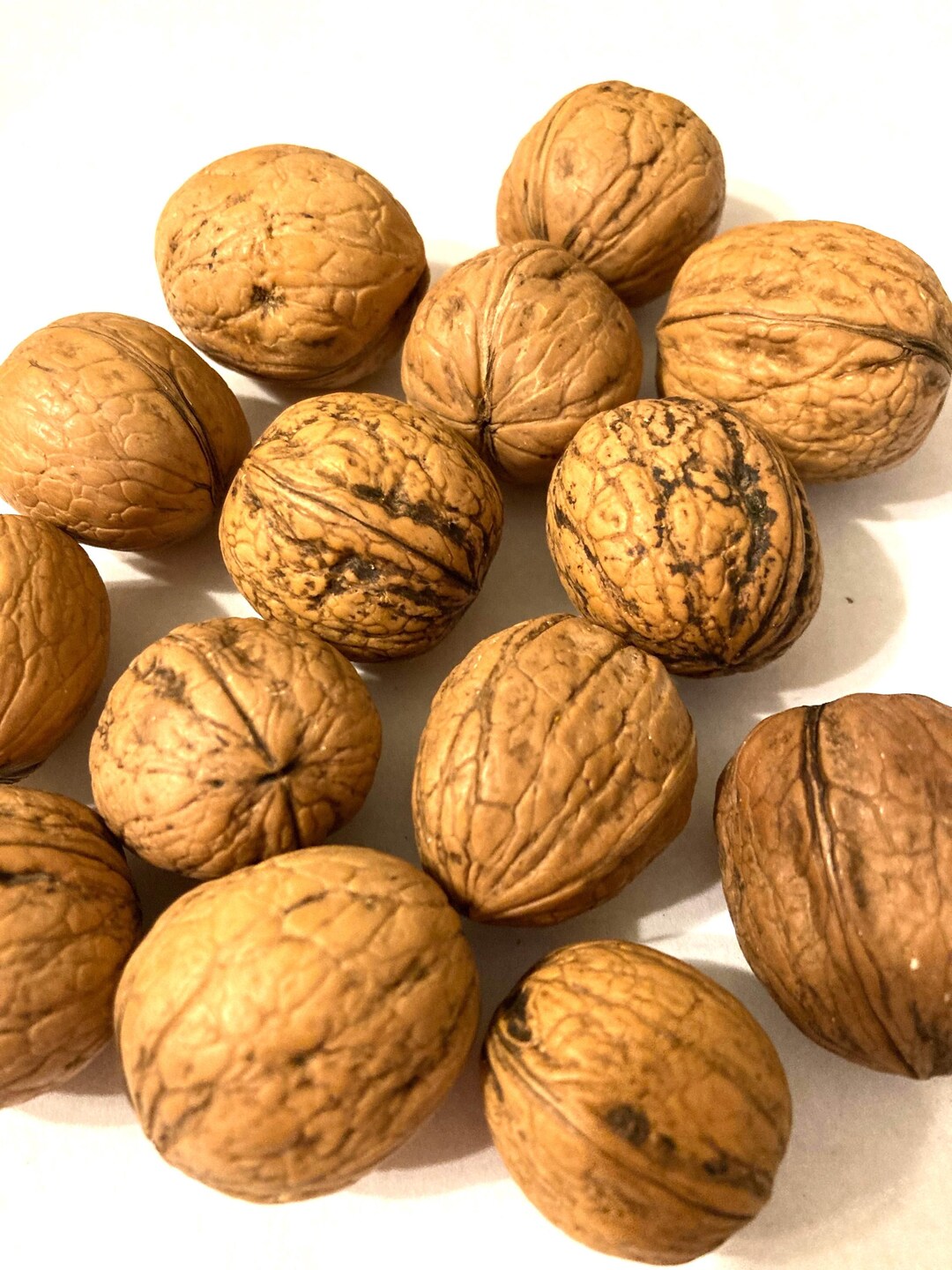 Persian Walnut Tree Seeds JUGLANS REGIA Hardy Carpathian english Walnut ...