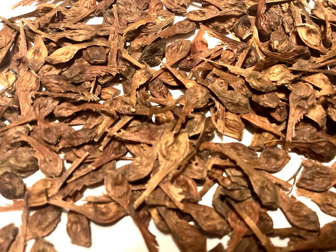Moosewood Tree Seeds (ACER SPICATUM) (mountain Maple) - Etsy