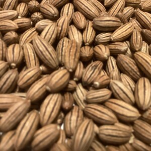 Russian Olive Tree Seeds (ELAEAGNUS ANGUSTIFOLIA) - Etsy