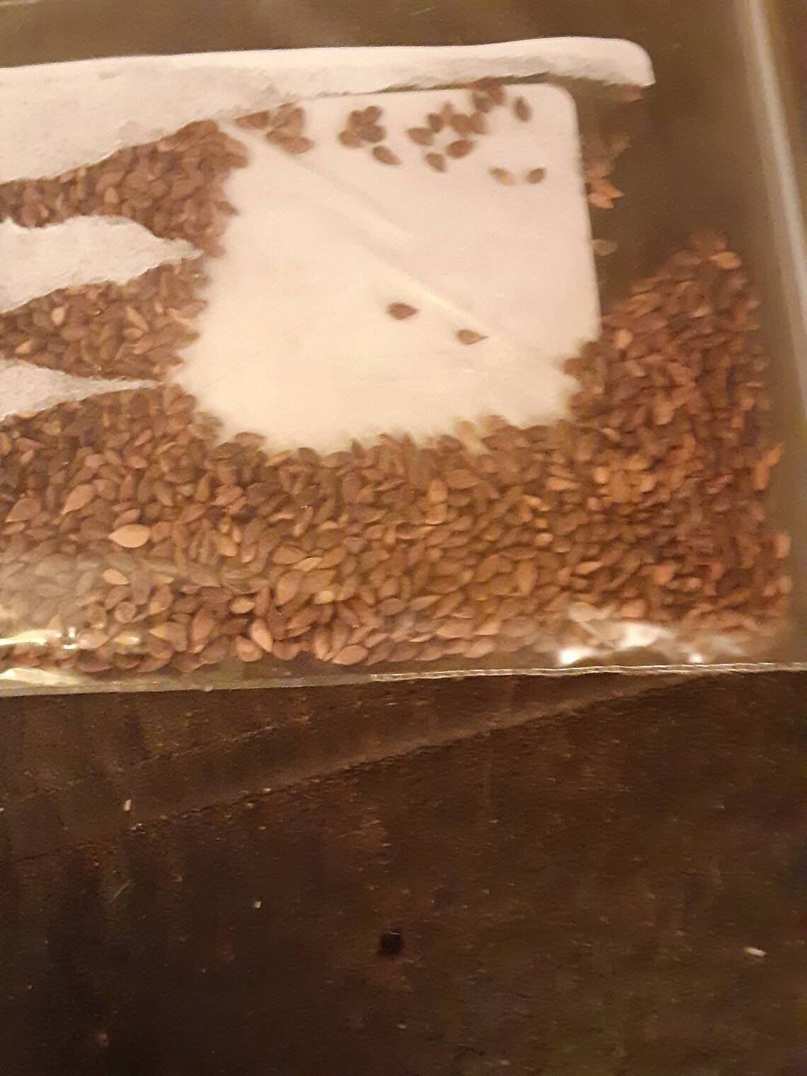 Red Spruce Tree Seeds picea Rubens - Etsy