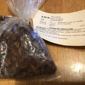 European Beech Tree Seeds FAGUS SYLVATICA beechnut - Etsy