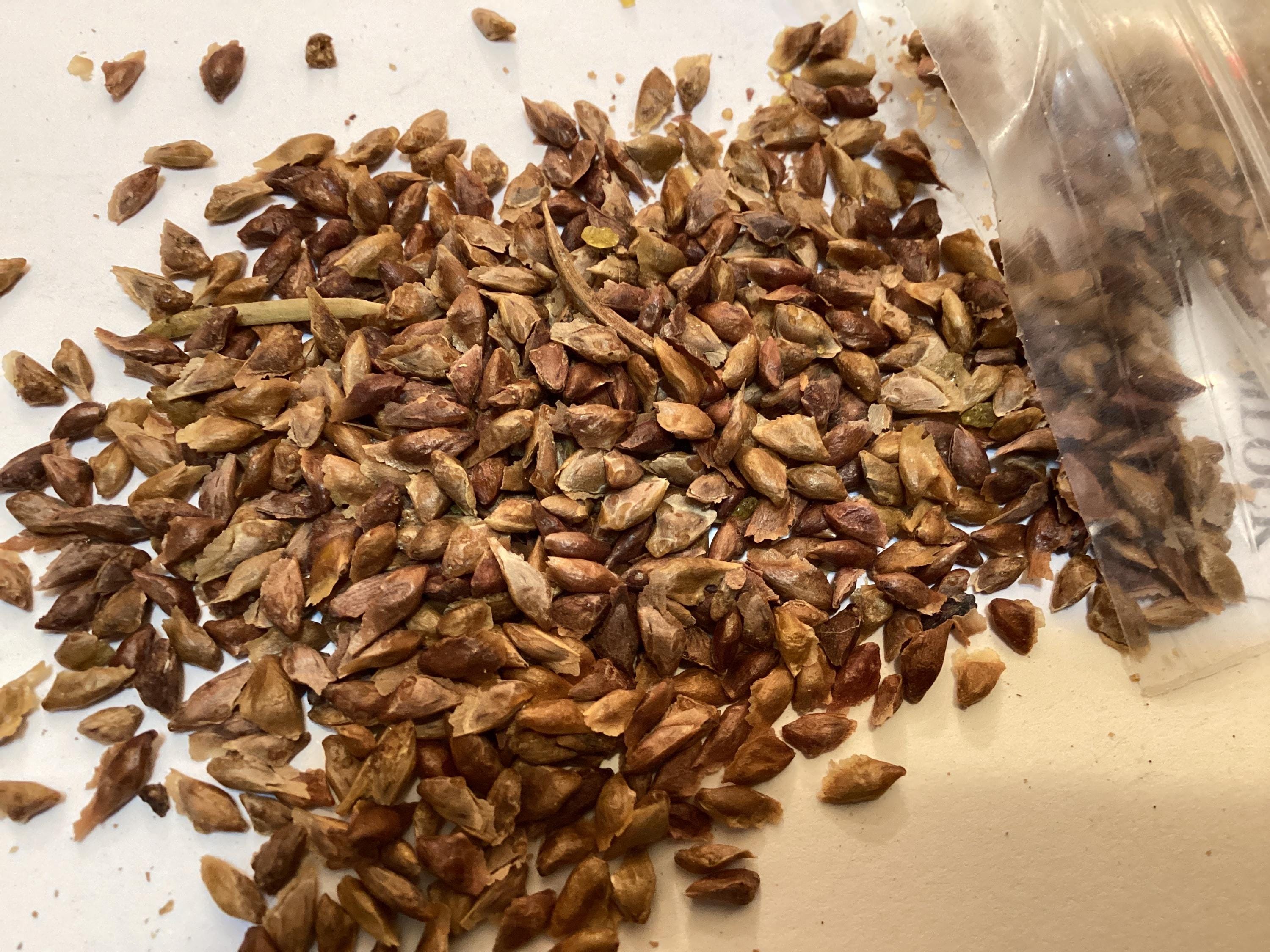 Mountain Hemlock Tree Seeds (TSUGA MERTENSIANA) - Etsy