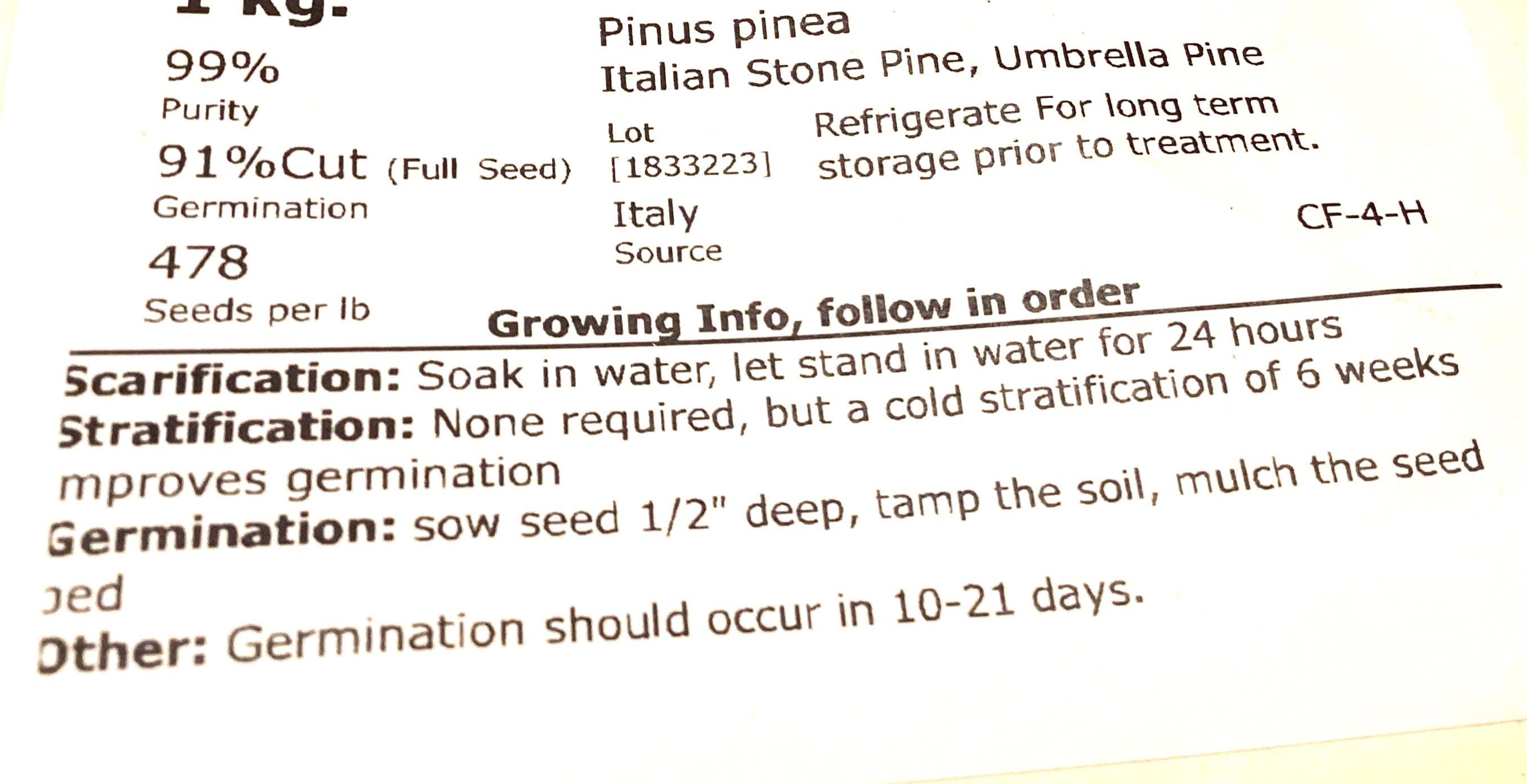 Italian Stone Pine Tree Seeds (PINUS PINEA) (umbrella Pine) - Etsy