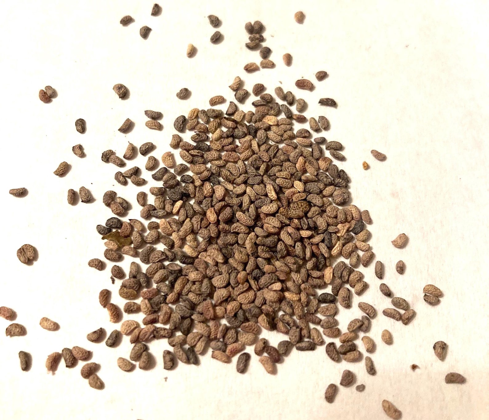 Red Raspberry Seeds (RUBUS IDAEUS) (european Raspberry) (framboise) - Etsy