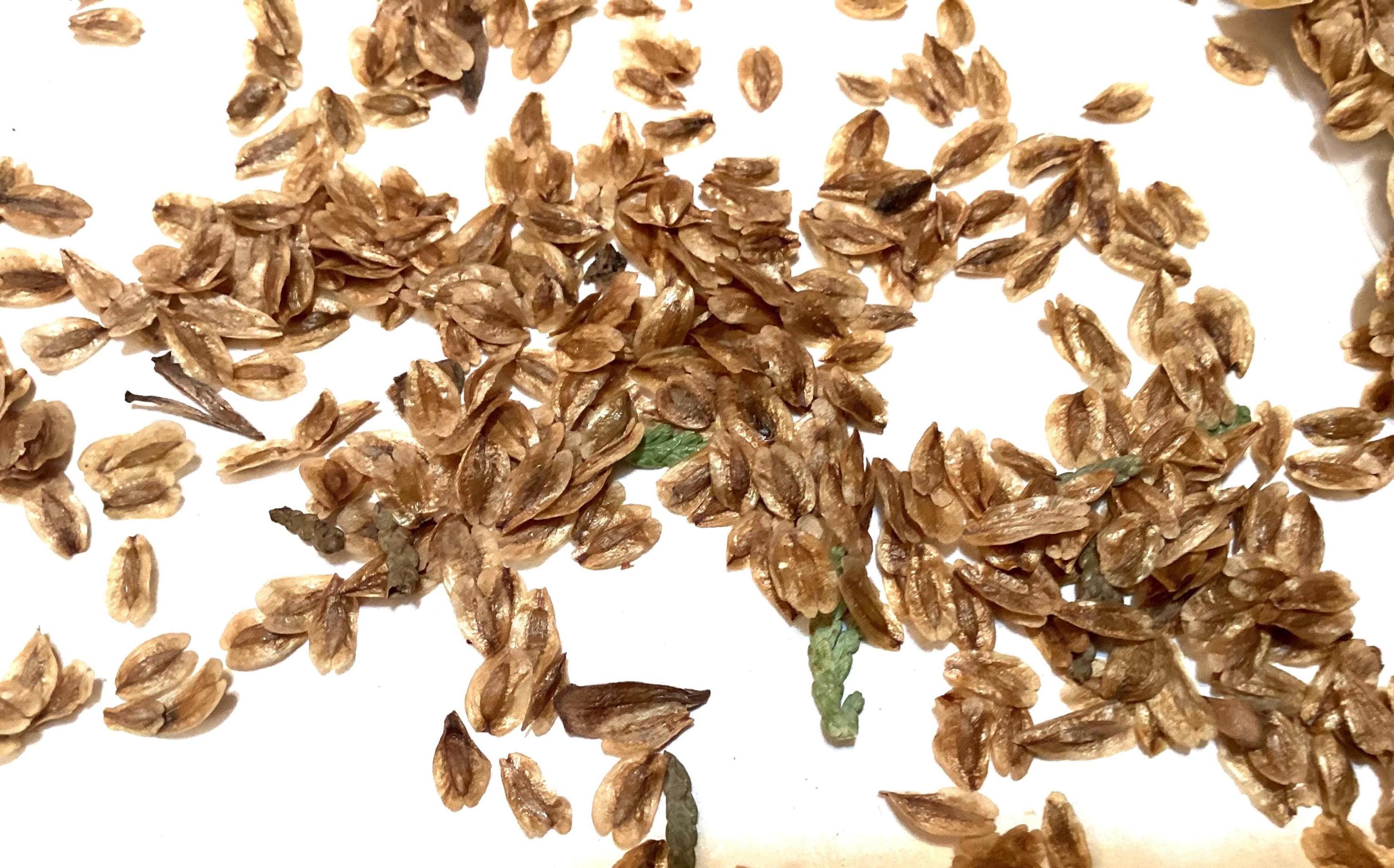 Giant Cedar Tree Seeds (THUJA PLICATA) - Western Arborvitae - Etsy
