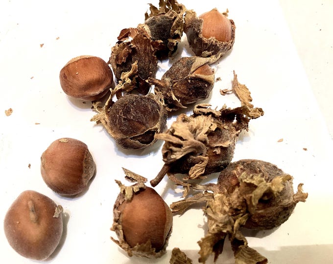 American Hazelnut Tree Seeds (CORYLUS AMERICANA) (american Filbert) - Etsy