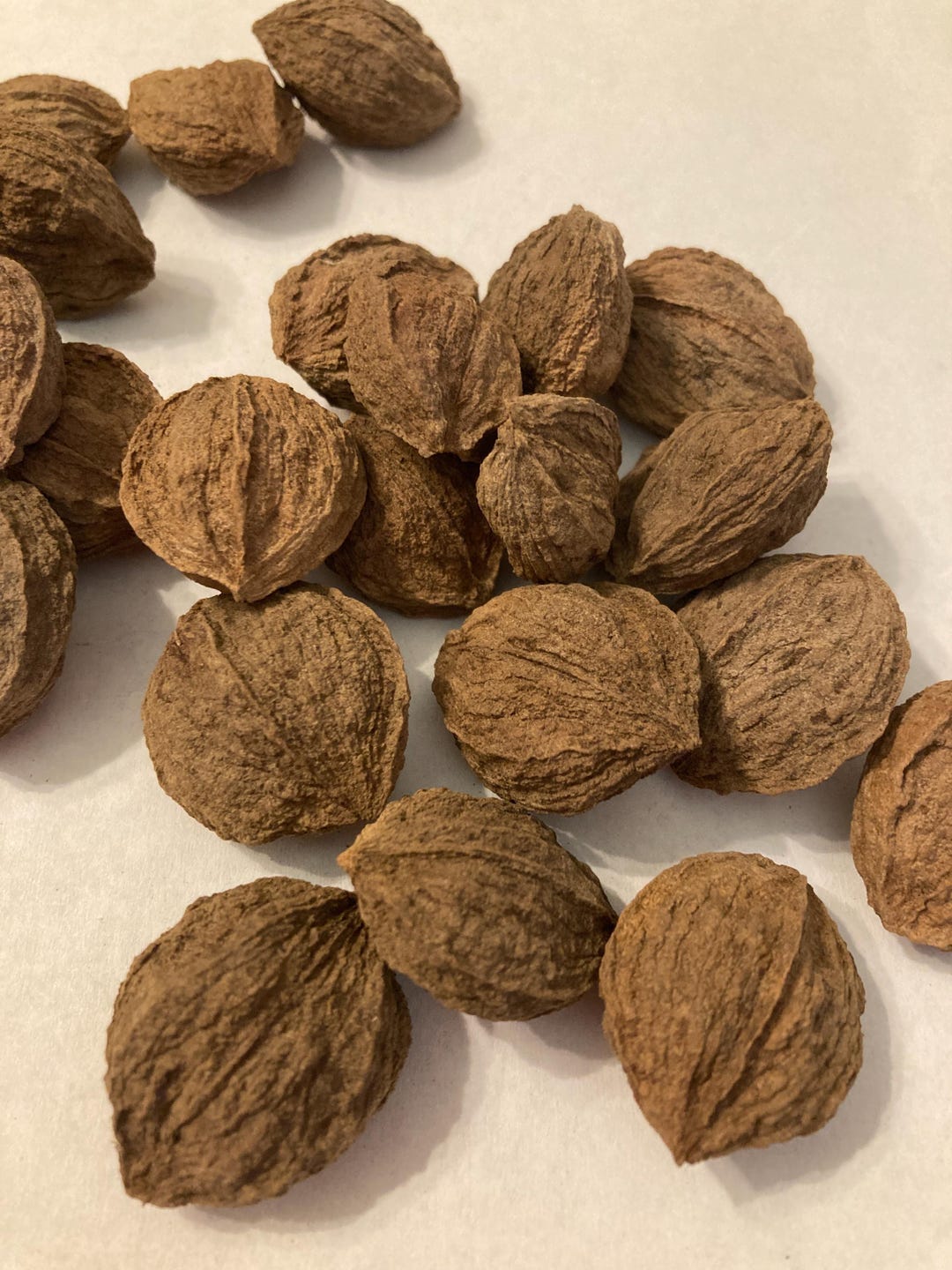 Water Hickory Tree Seeds (CARYA AQUATICA ) (bitter Pecan) - Etsy