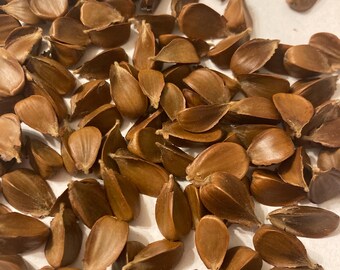 Seeds for Planting, Fagus Sylvatica Seeds, European Beech,~ Bulk ...