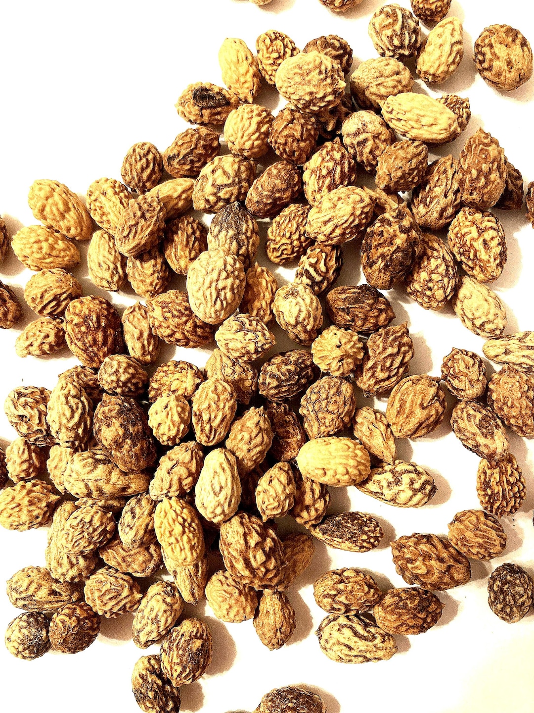 Jujube Tree Seeds (ZIZIPHUS JUJUBA) (chinese Date) (tsao) - Etsy