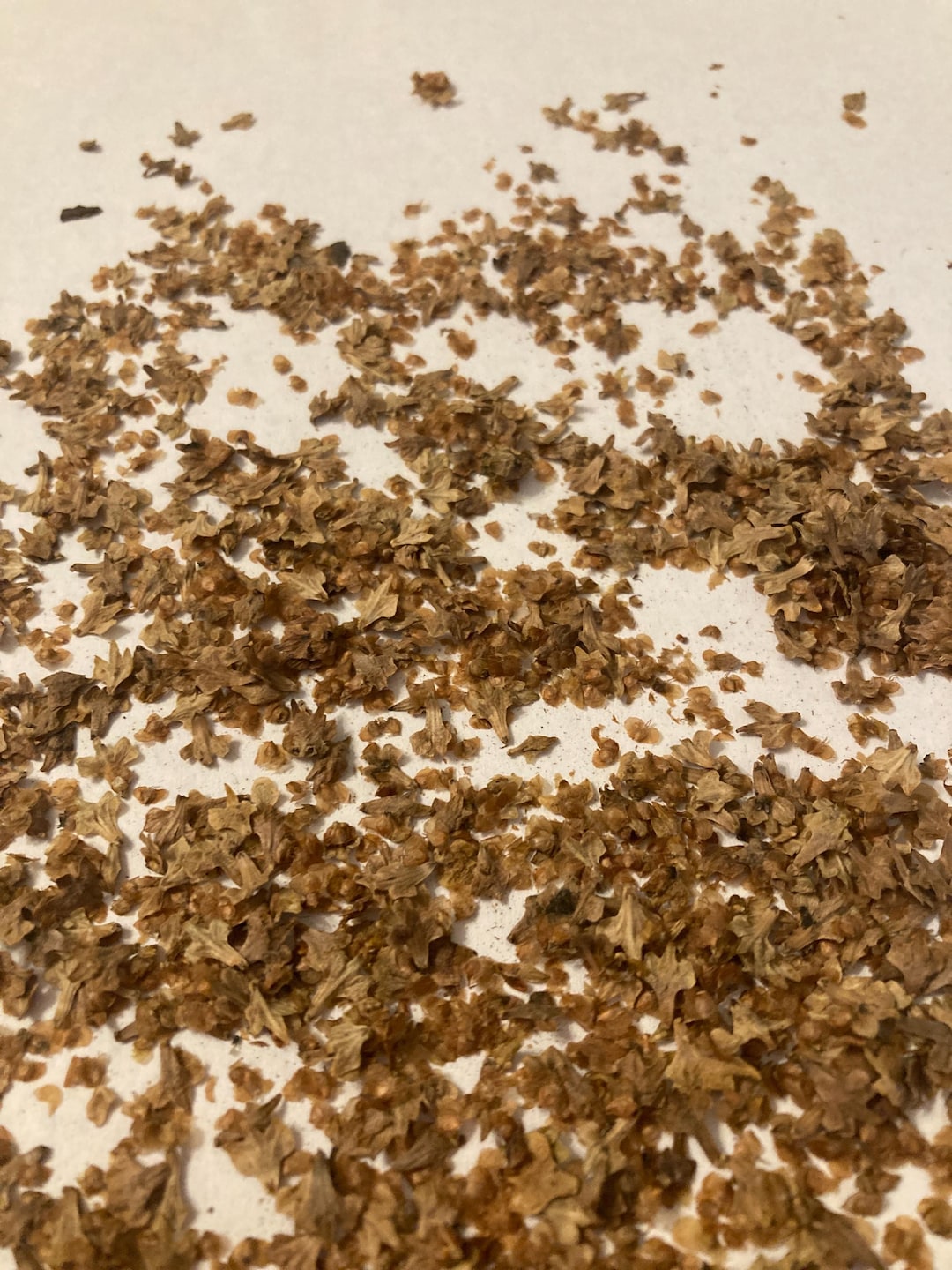 Canoe Birch Tree Seeds (BETULA PAPYRIFERA) (paper Birch) (white Birch ...