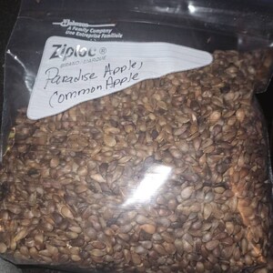 Common Apple Tree Seeds malus Pumila paradise Apple - Etsy