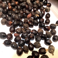 Seeds. Mexican Fan Palm (washingtonia Robusta) - Etsy