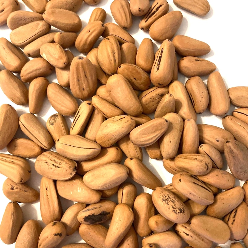 Stone Pine Plant Seeds - Etsy