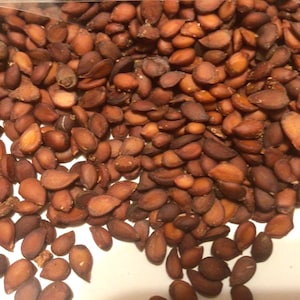 Common Pear Tree Seeds (PYRUS COMMUNIS) (domestic Pear) - Etsy