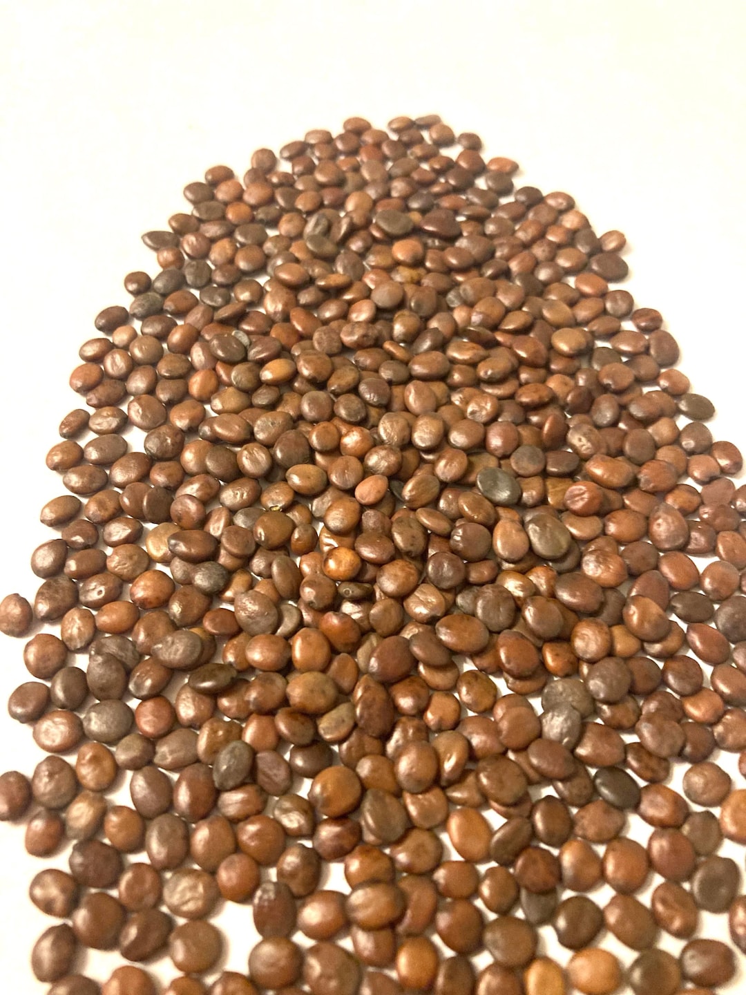 Northern Redbud Tree Seeds (CERCIS CANADENSIS Northern) - Etsy