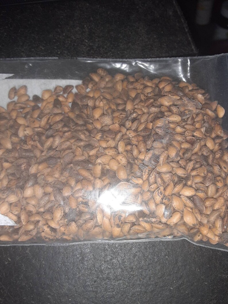 Baguio Pine Tree Seeds pinus Kesiya three-needled Pine | Etsy