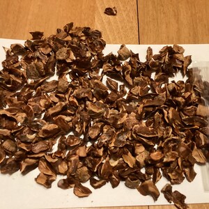 Bald Cypress Tree Seeds (taxodium Distichum Northern) (northern Supply ...