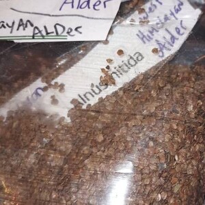 West Himalayan Alder Tree Seeds (ALNUS NITIDA) - Etsy