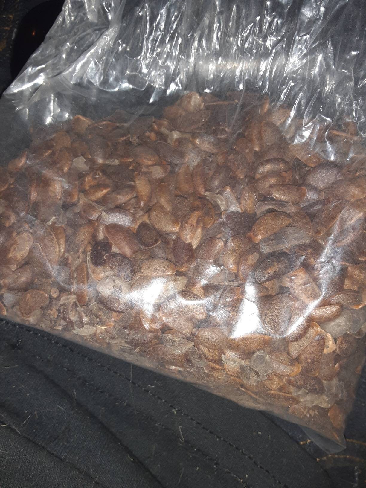 Common Persimmon Tree Seeds diospyros Virginiana - Etsy