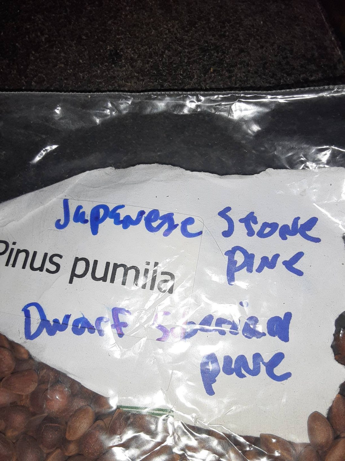 Japanese Stone Pine Tree Seeds pinus Pumila - Etsy