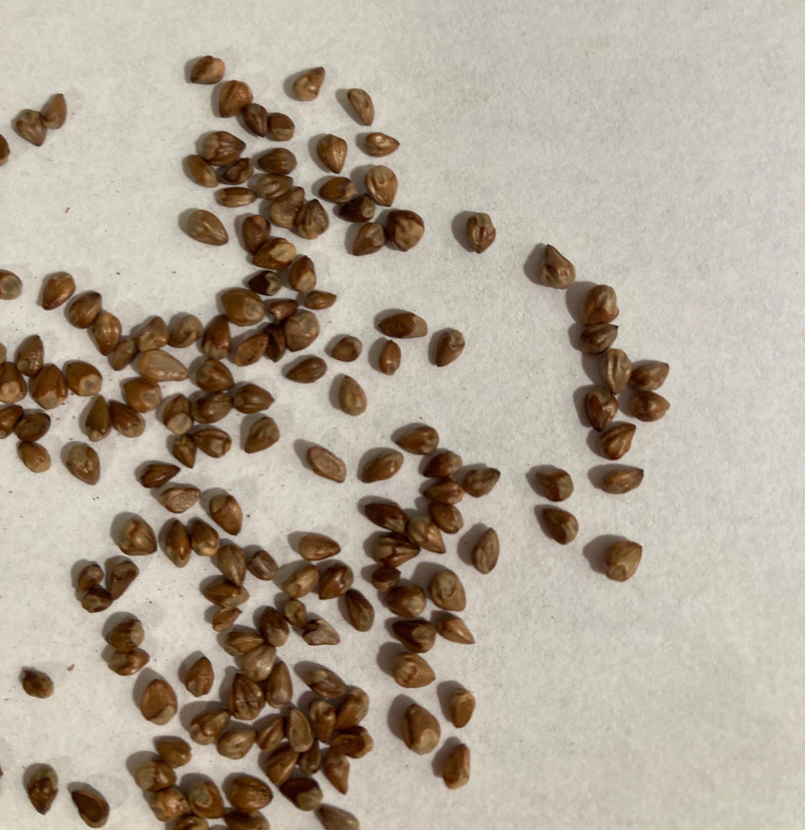 Eastern Red Cedar Tree Seeds (JUNIPERUS VIRGINIANA) - Etsy