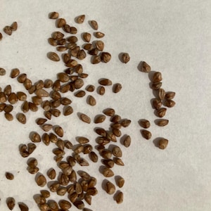 Eastern Red Cedar Tree Seeds (JUNIPERUS VIRGINIANA) - Etsy