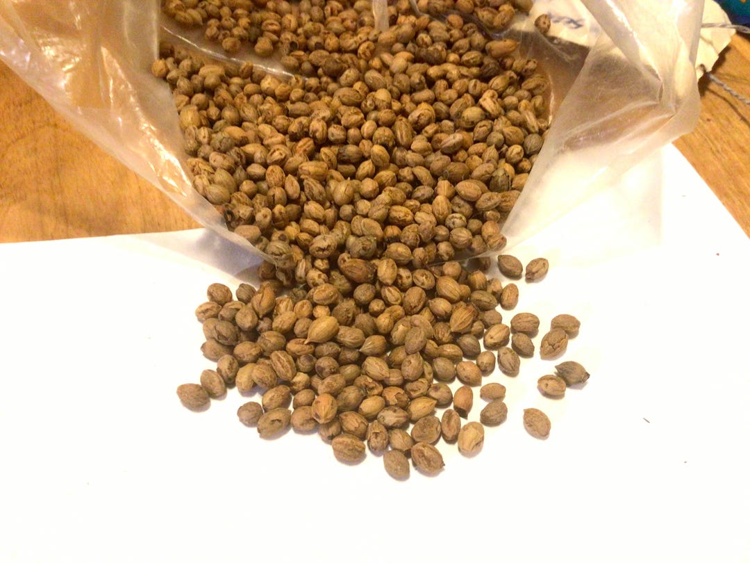 English Hawthorn Tree Seeds (CRATAEGUS MONOGYNA) (common Hawthorn) - Etsy