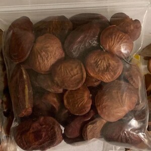 3 Types of BEECH TREE SEEDS (per Order Randomly Chosen) - Etsy