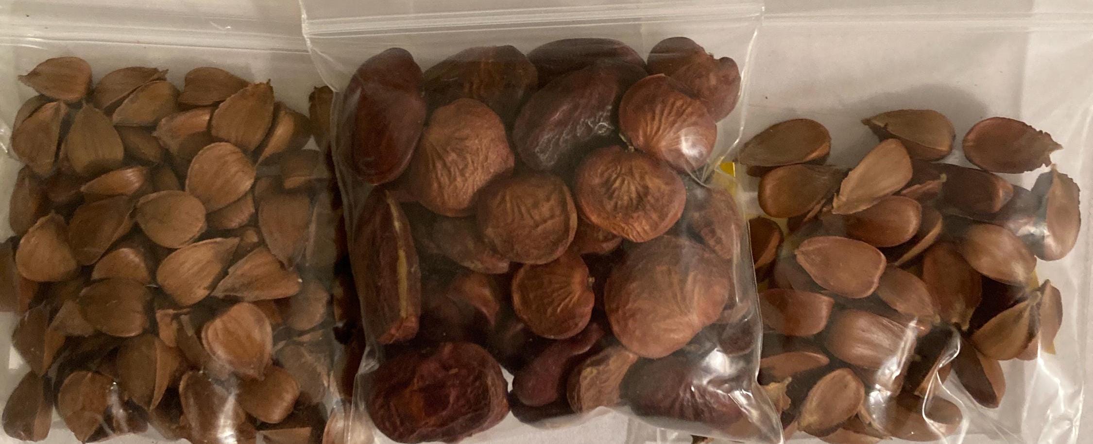 3 Types of BEECH TREE SEEDS (per Order Randomly Chosen) - Etsy