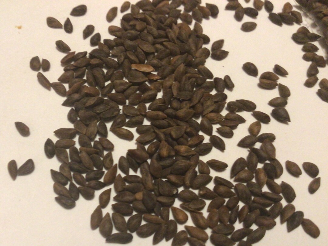 Colorado Blue Spruce Tree Seeds PICEA PUNGENS GLAUCA - Etsy