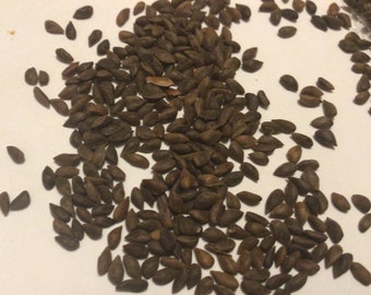 Colorado Blue Spruce Tree Seeds - Etsy