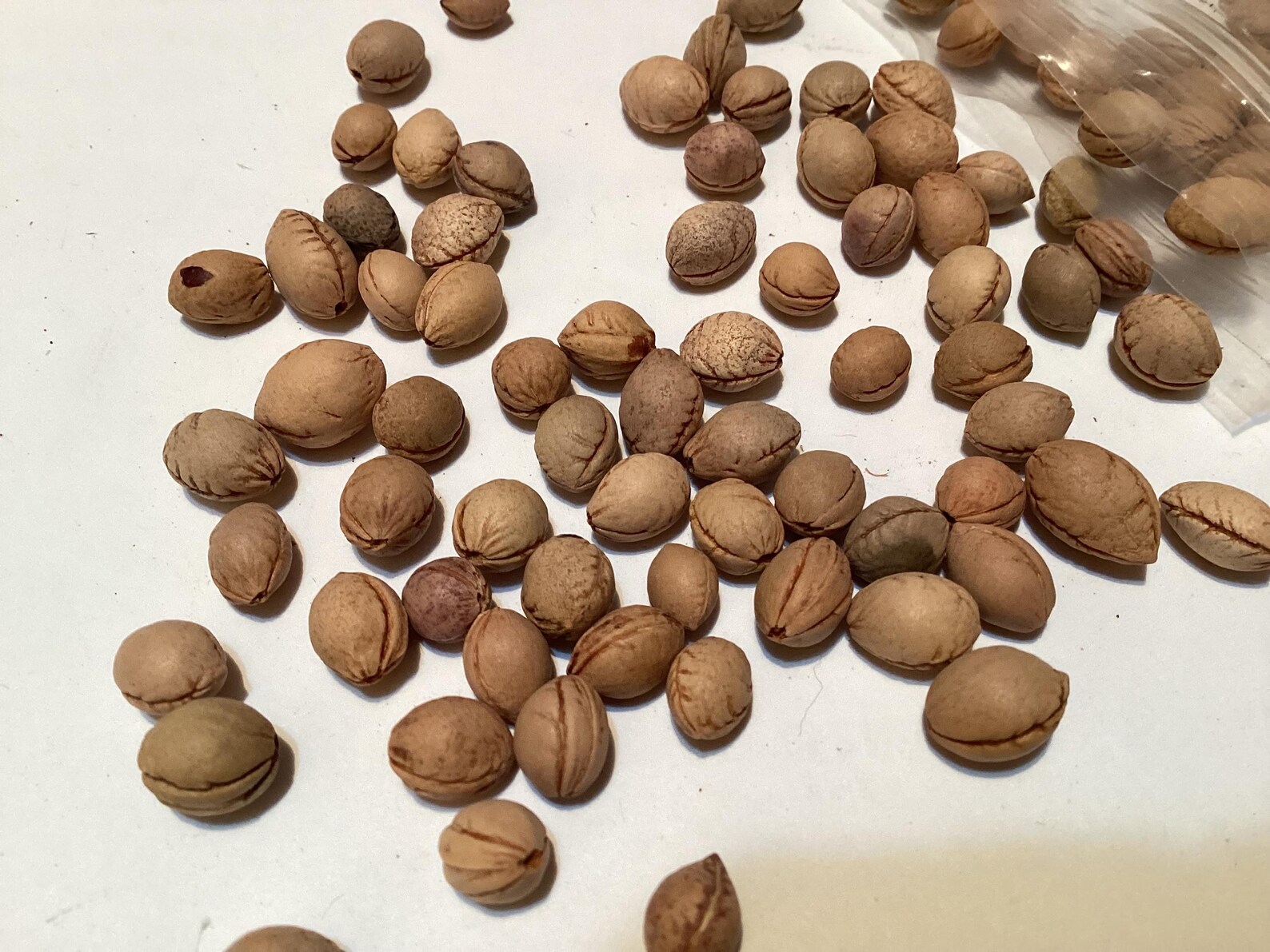 Western Sandcherry Tree Seeds (PRUNUS BESSEYI) - Etsy