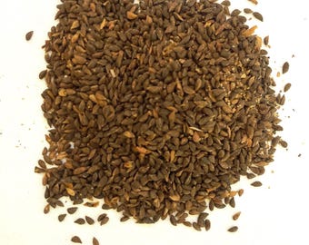 Seeds for Planting, Picea Sitchensis Seeds, Sitka Spruce, Abies Falcata ...