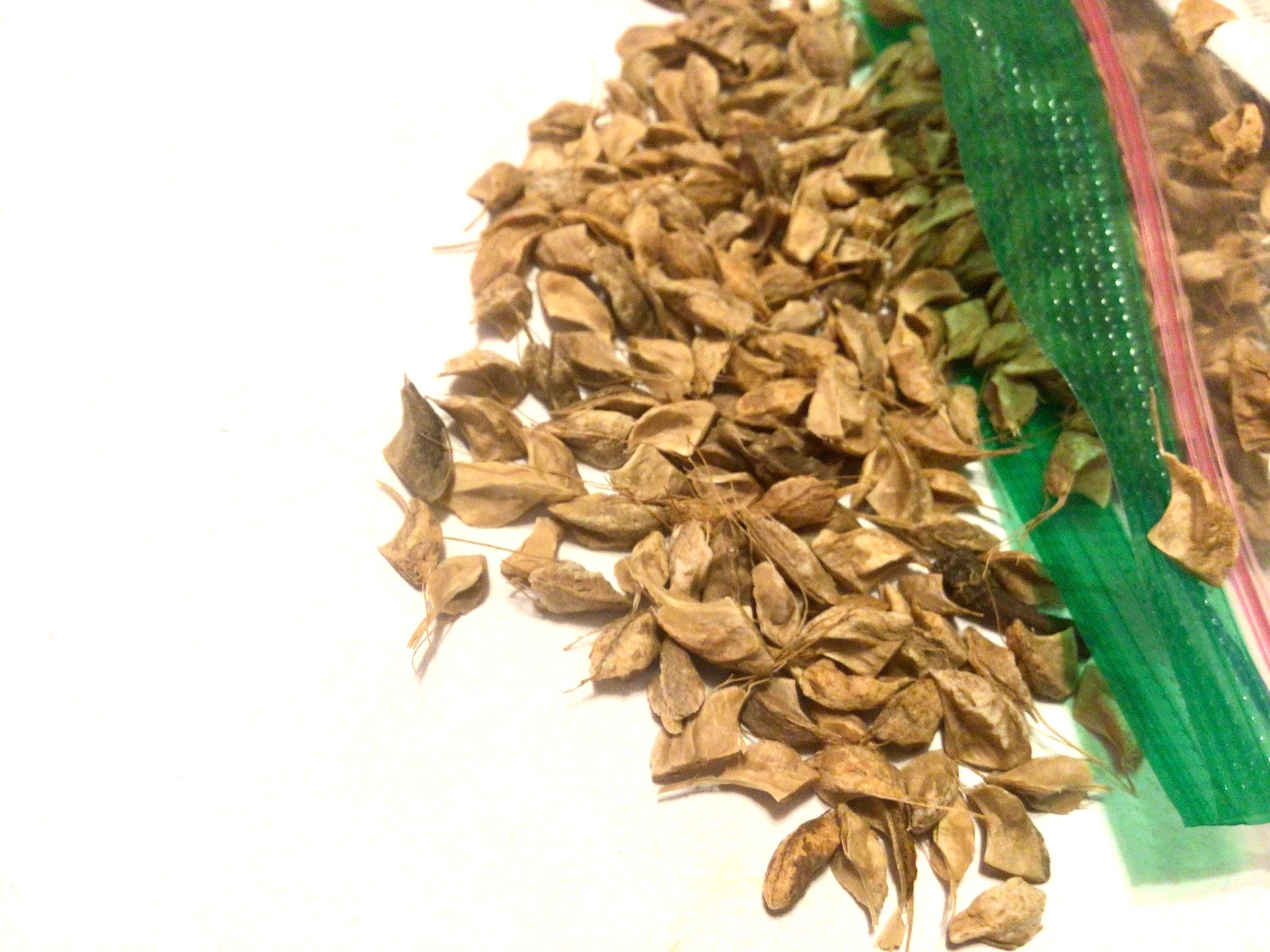 Tulip Poplar Tree Seeds (LIRIODENDRON TULIPIFERA) - Etsy