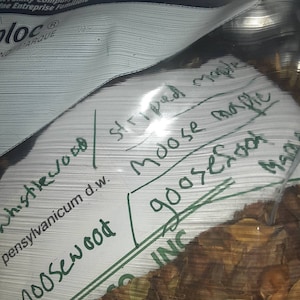 Moose Maple Tree Seeds acer Pensylvanicum - Etsy