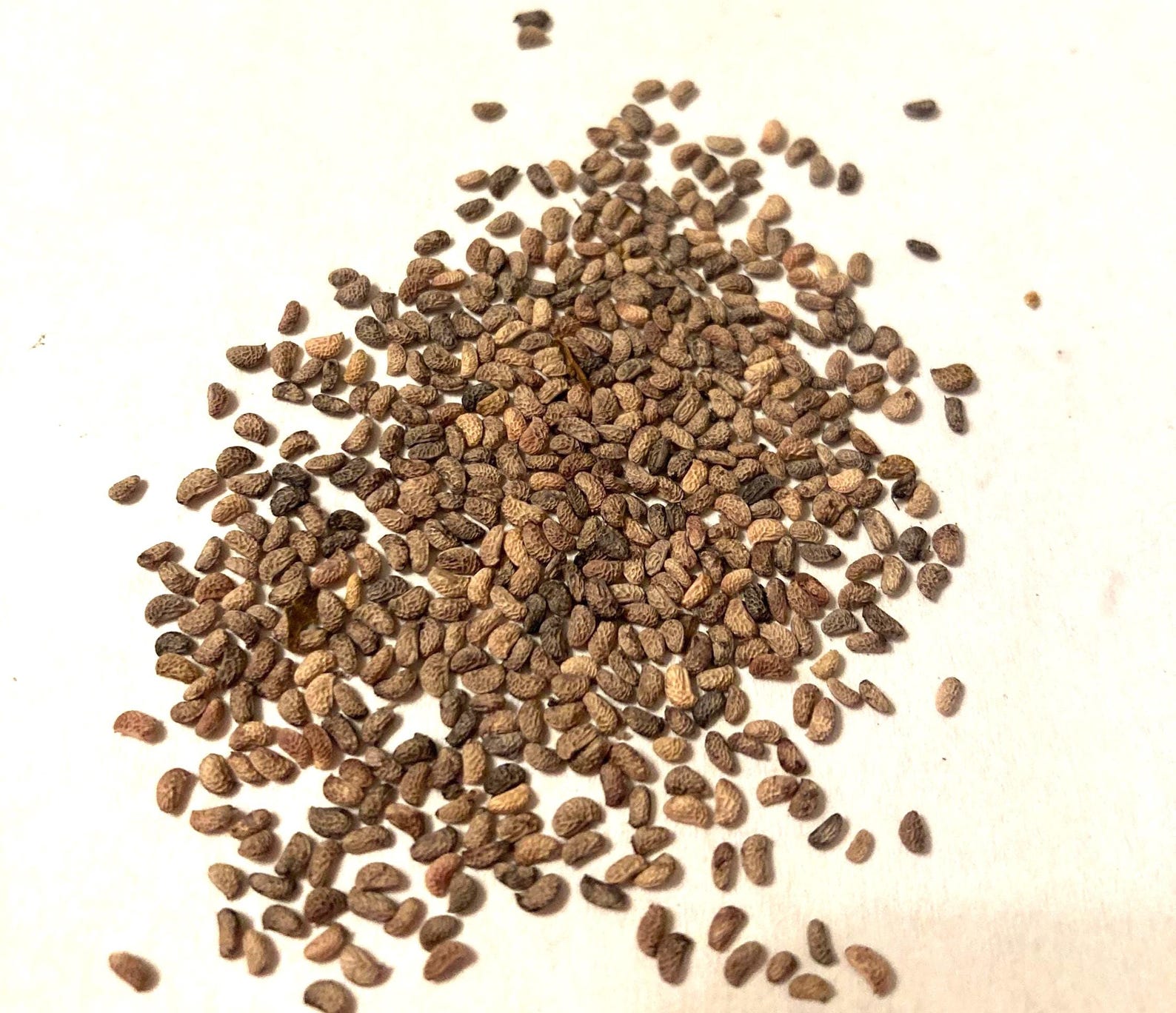 Red Raspberry Seeds (RUBUS IDAEUS) (european Raspberry) (framboise) - Etsy